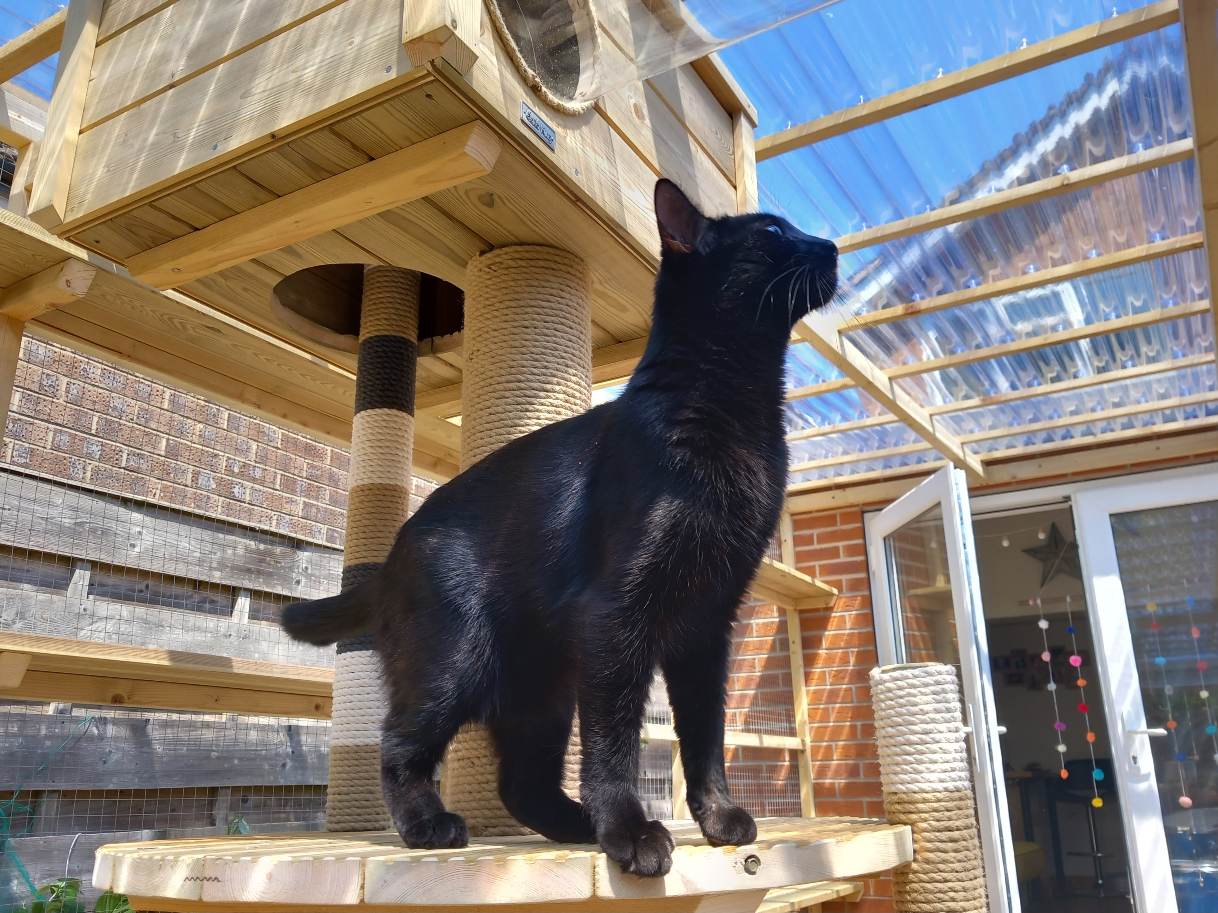Catio King - The Guild of Master Craftsmen