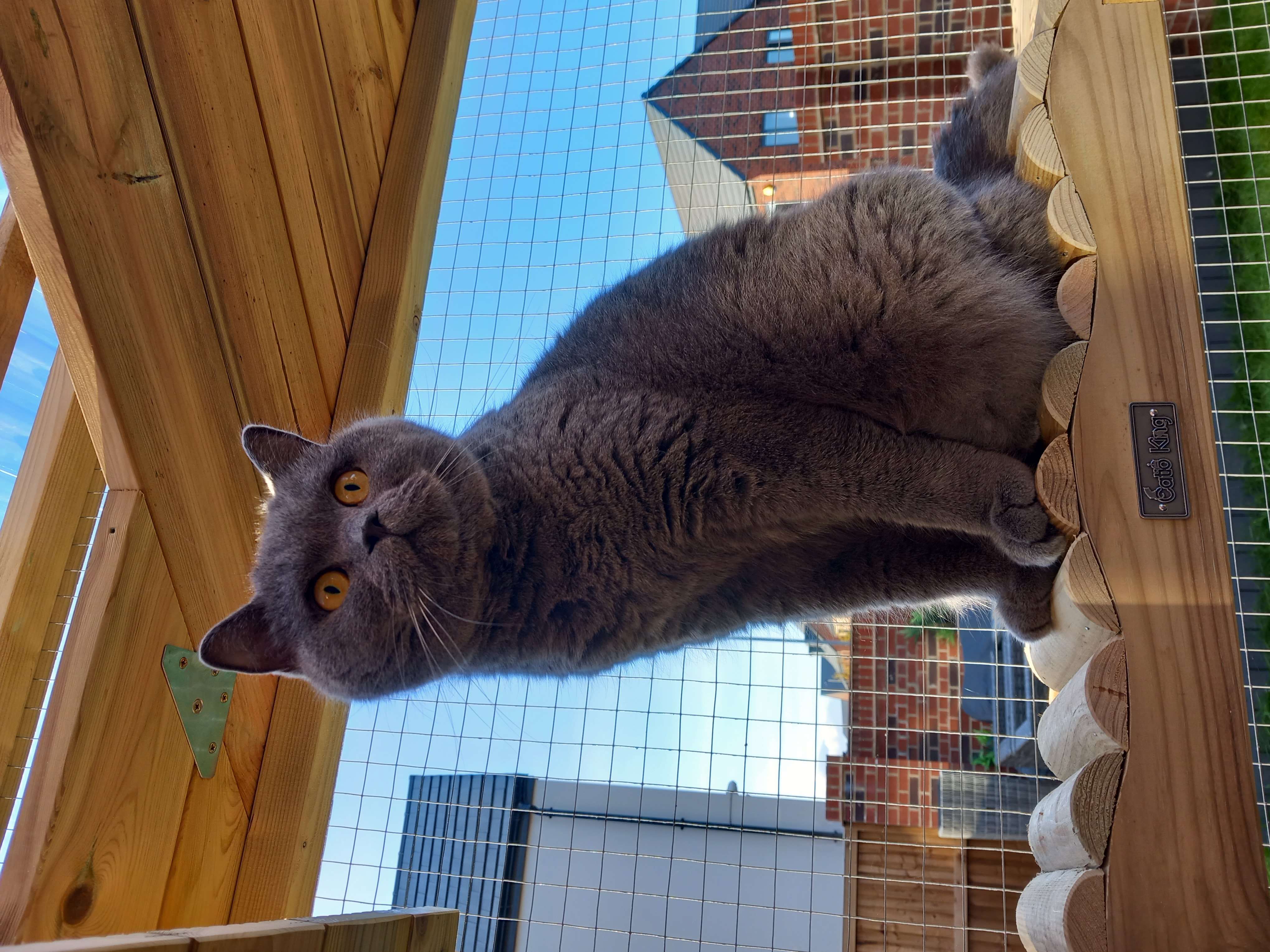 Catio King - The Guild of Master Craftsmen